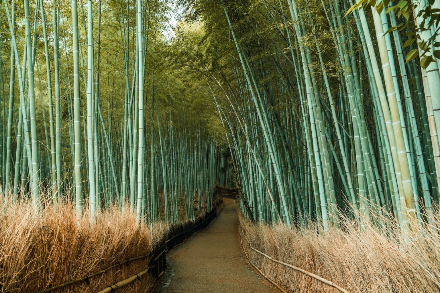 Is Bamboo Sustainable? All You Need to Know About Eco-Friendly Bamboo ...